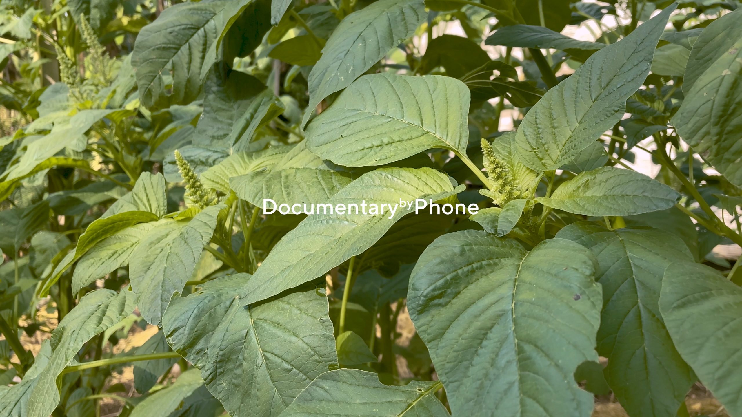 Where does our seed come from? - Niskala Studio